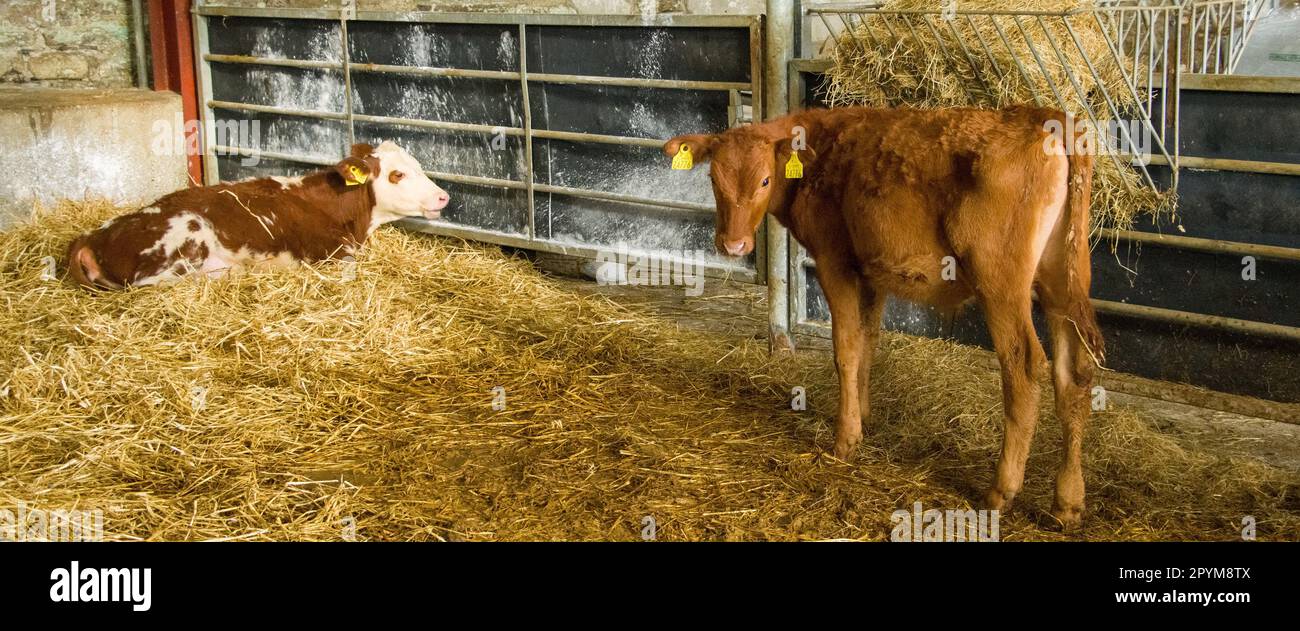 Two cute little calves in a cattle pen on a farm. Calves on straw Stock ...