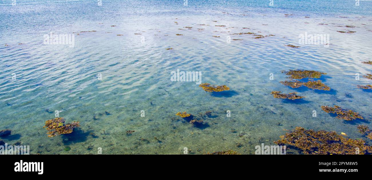 Algae plants float on the clear water on a sunny day Stock Photo - Alamy