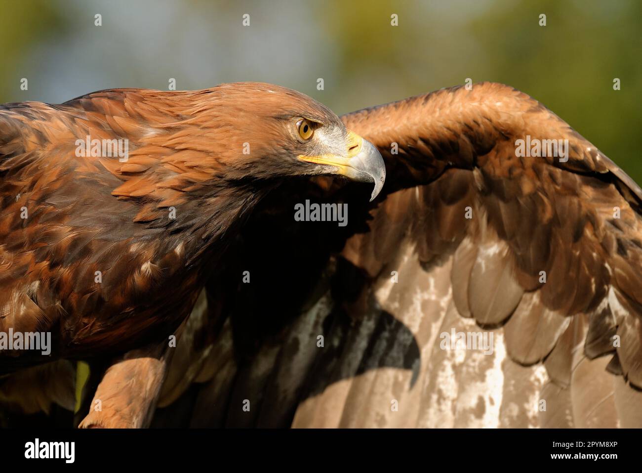 Golden eagle wild hi-res stock photography and images - Alamy