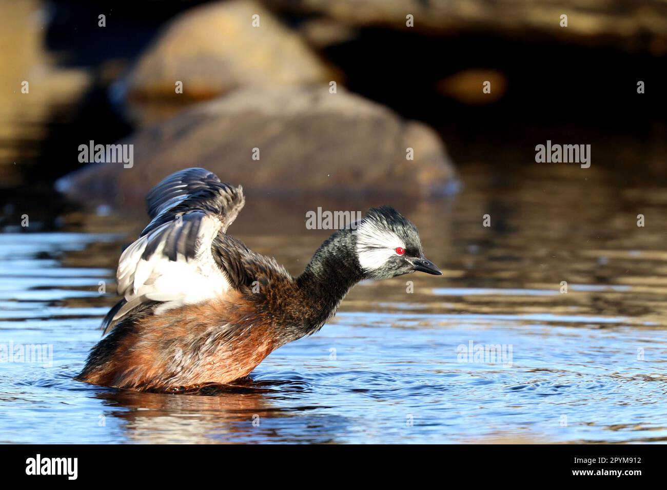 White tufted Grebe (Rollandia rolland Stock Photo - Alamy
