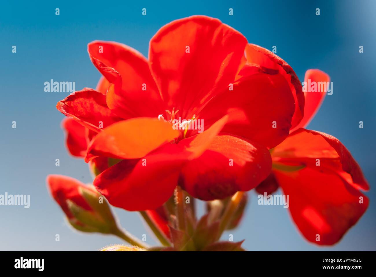 Sky blue geranium hi-res stock photography and images - Alamy