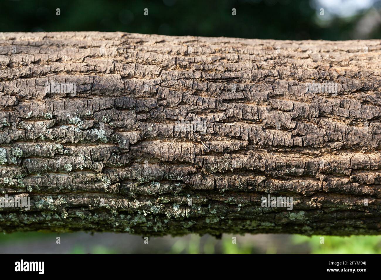 Oak tree log hi-res stock photography and images - Alamy