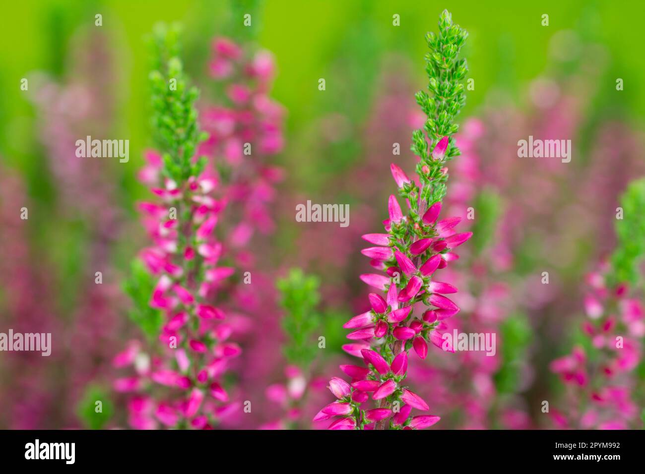 Heidekraut hi-res stock photography and images - Alamy