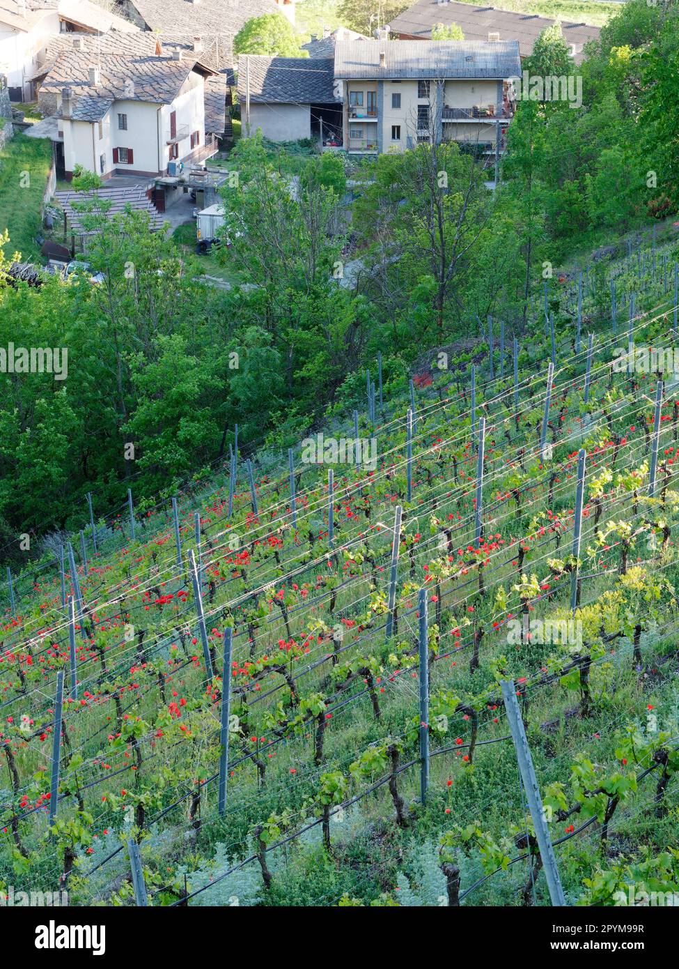 Very steep vineyard in springtime near Nus in the Aosta Valley, NW ...