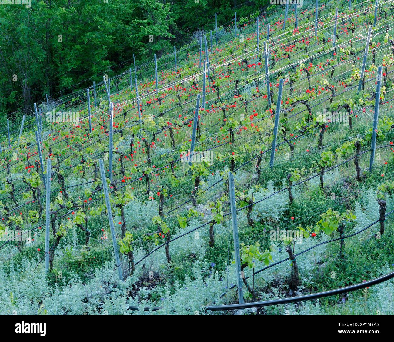 Very steep vineyard in springtime near Nus in the Aosta Valley, NW ...