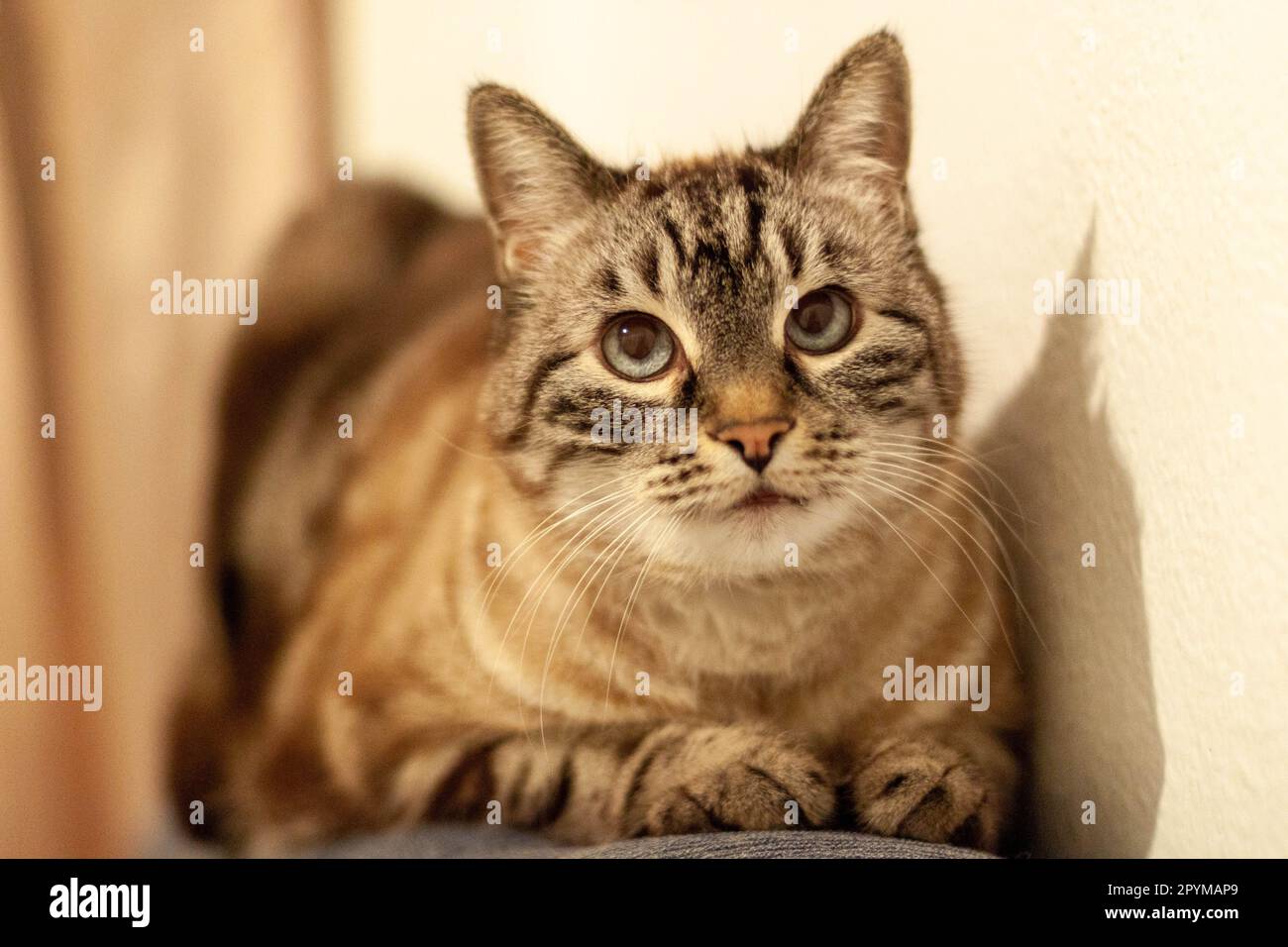 Cat looking to the front Stock Photo - Alamy
