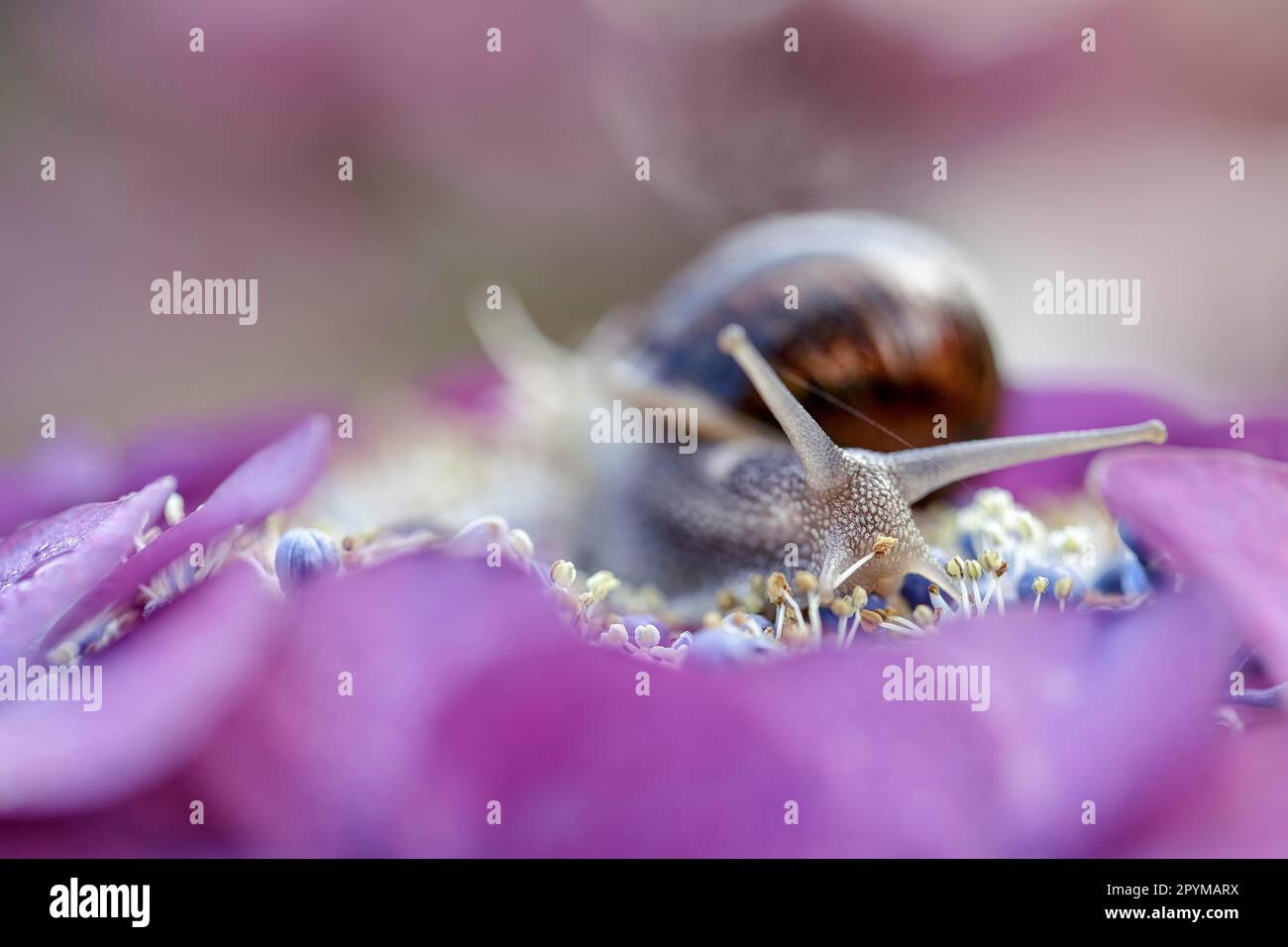 Large Garden Snail in Summer crawling on hortensia flowers with water ...