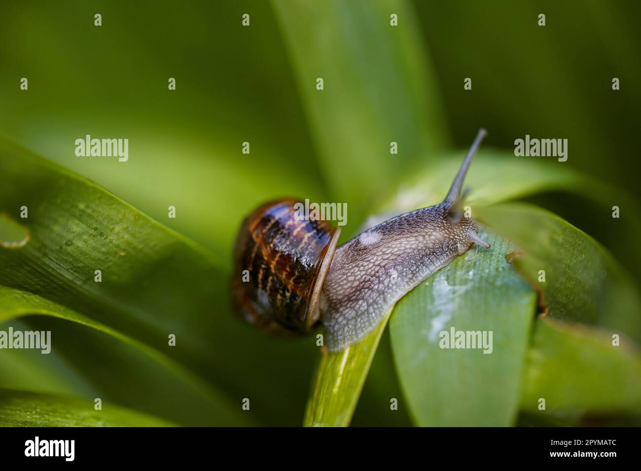 Large Garden Snail in Summer crawling on green leaves with water drops ...
