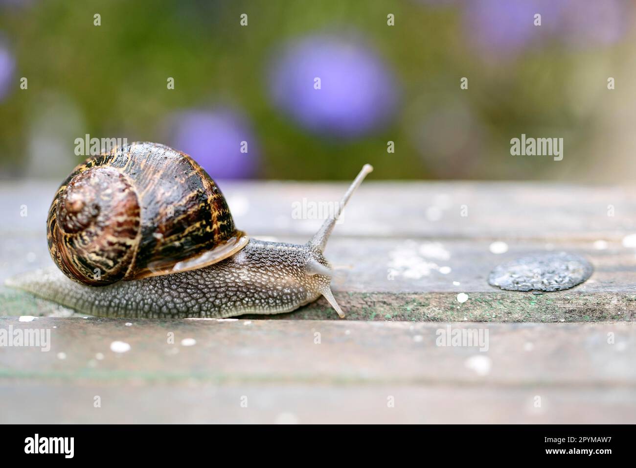 Large Garden Snail in Summer crawling on wooden terrace with water ...