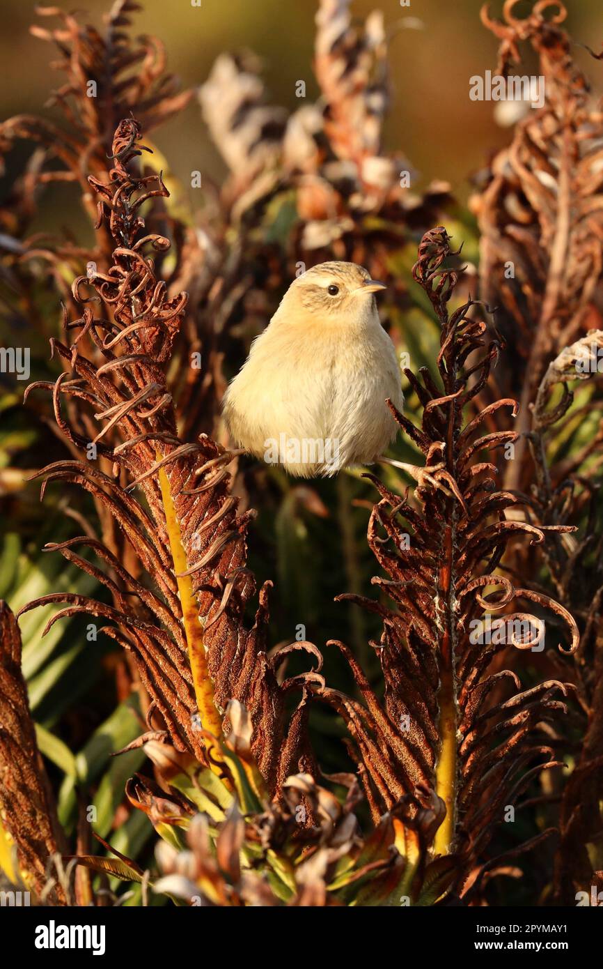 Sedge Wren (Cistothorus platensis falklandicus Stock Photo - Alamy