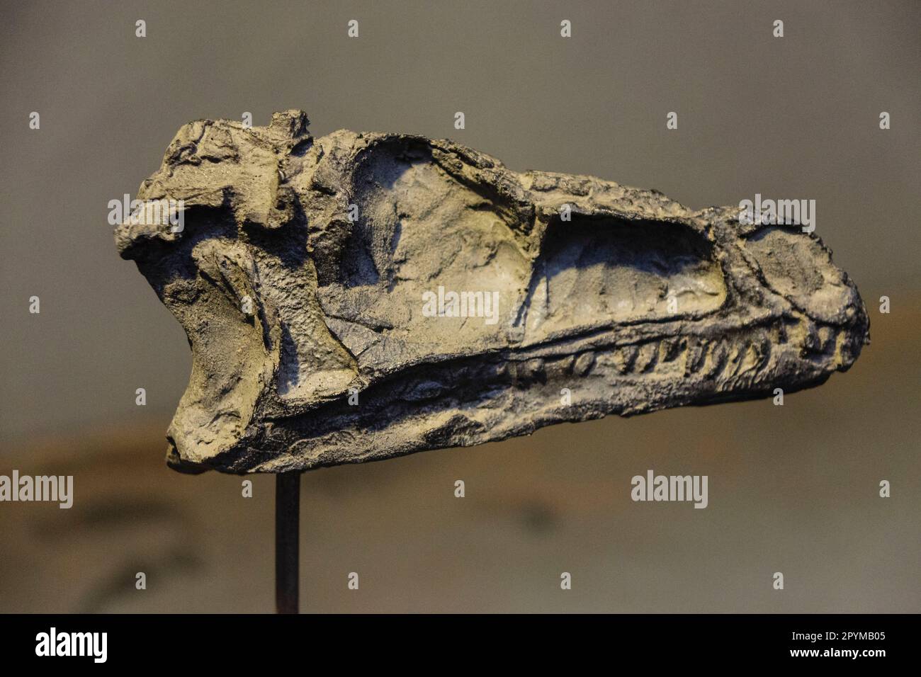 Eoraptor Skeleton