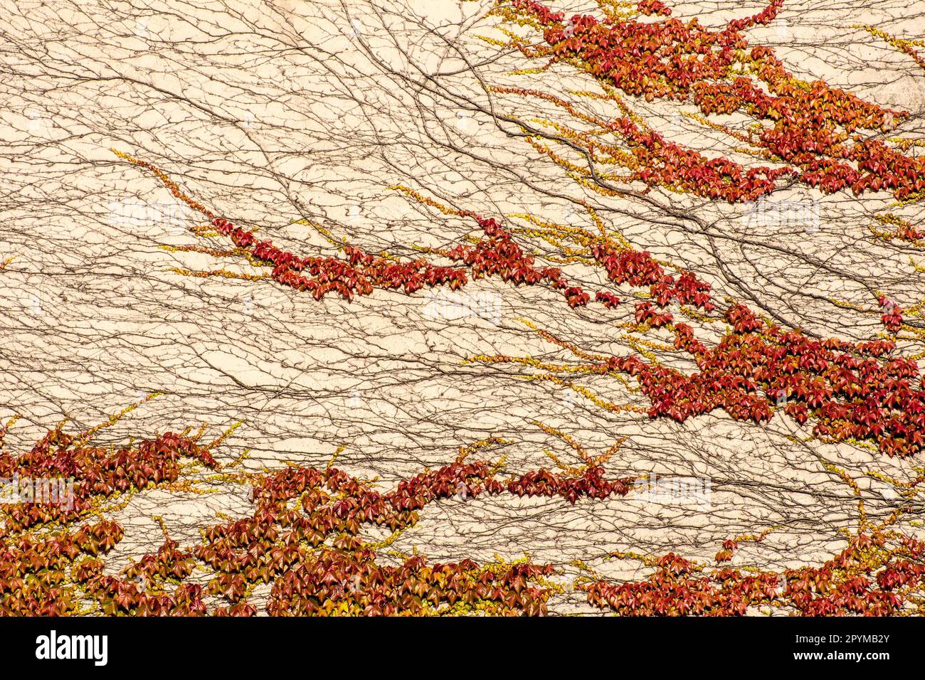 Red virginia creeper climbing the wall of a building, forming an ...