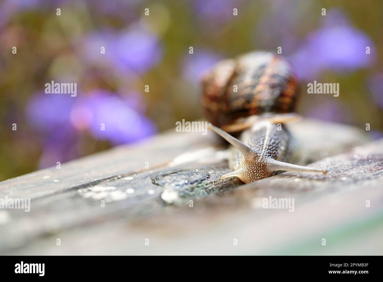 Large Garden Snail in Summer crawling on wooden terrace with water ...
