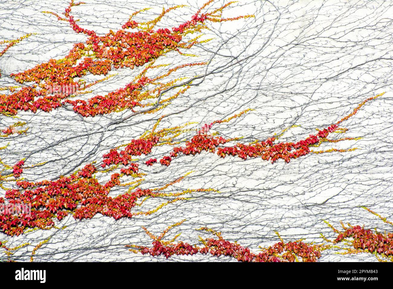 Red virginia creeper climbing the wall of a building, forming an ...