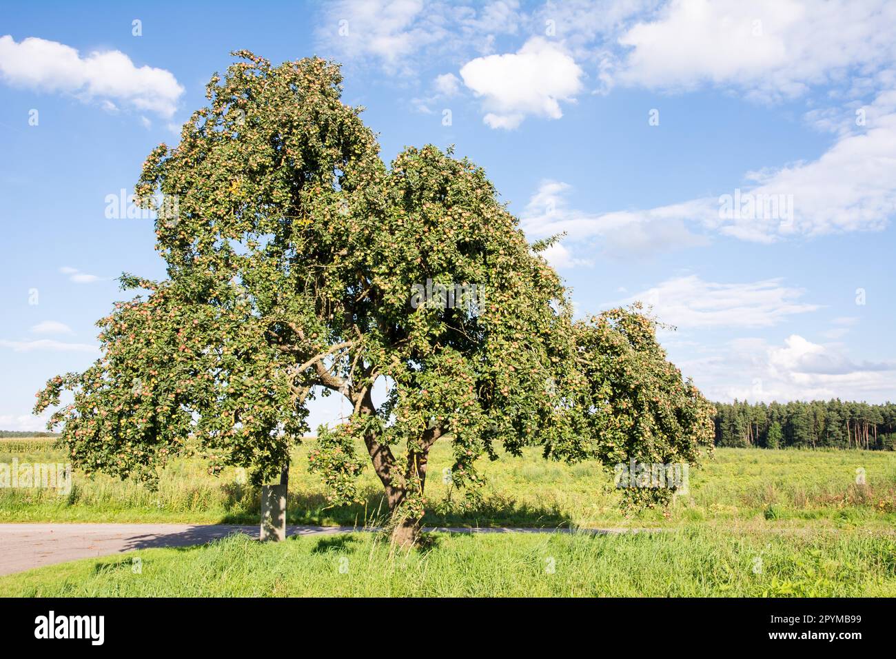 Rural landscape in Bavaria with an old apple tree Stock Photo - Alamy