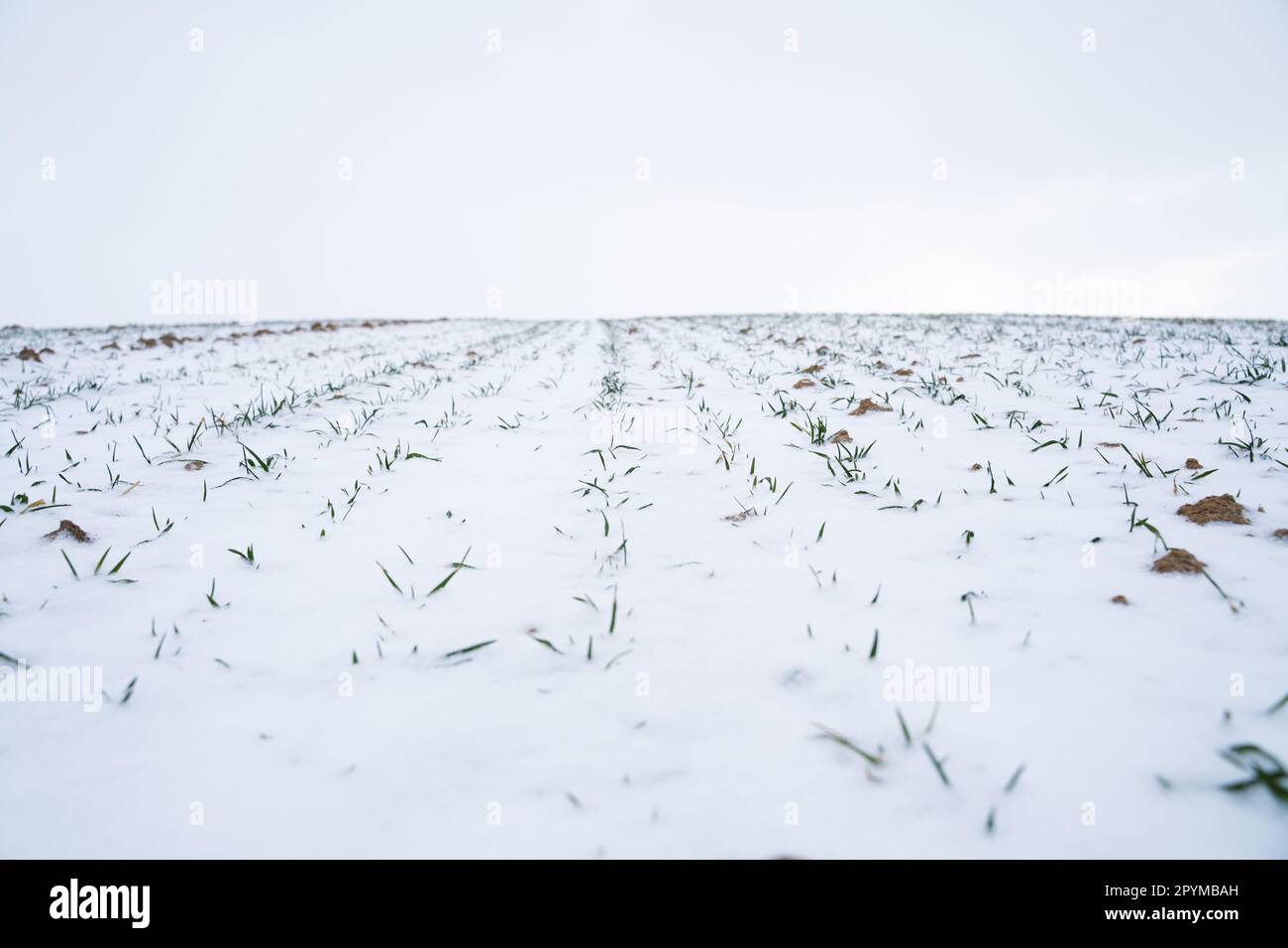 Landscape of wheat agricultural field covered with snow in winter ...