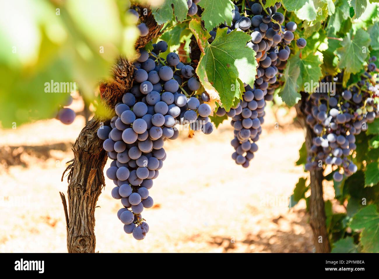 área de cultivo de vino hi-res stock photography and images - Alamy