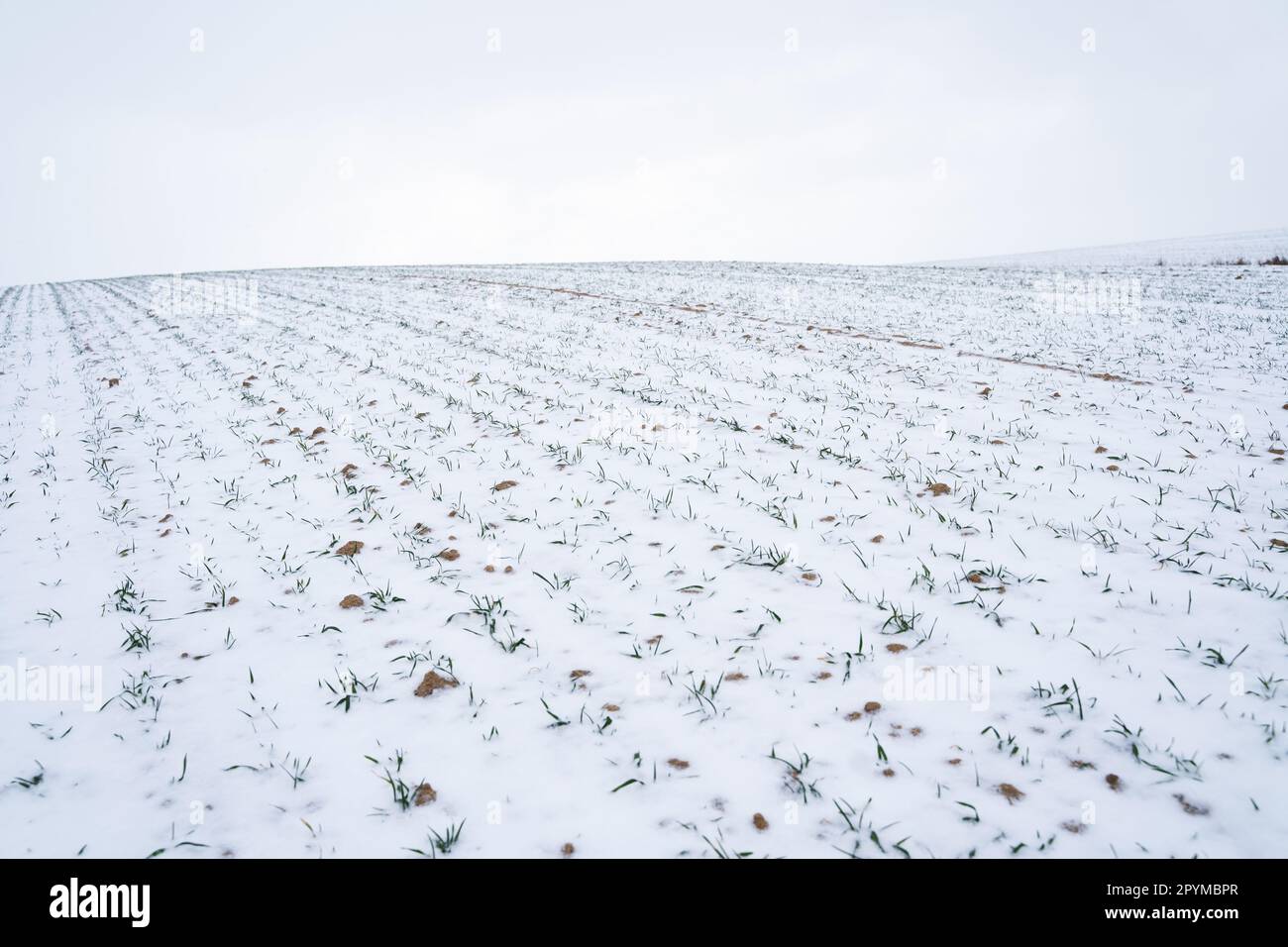 Wheat field covered with snow in winter season. Growing grain crops in ...