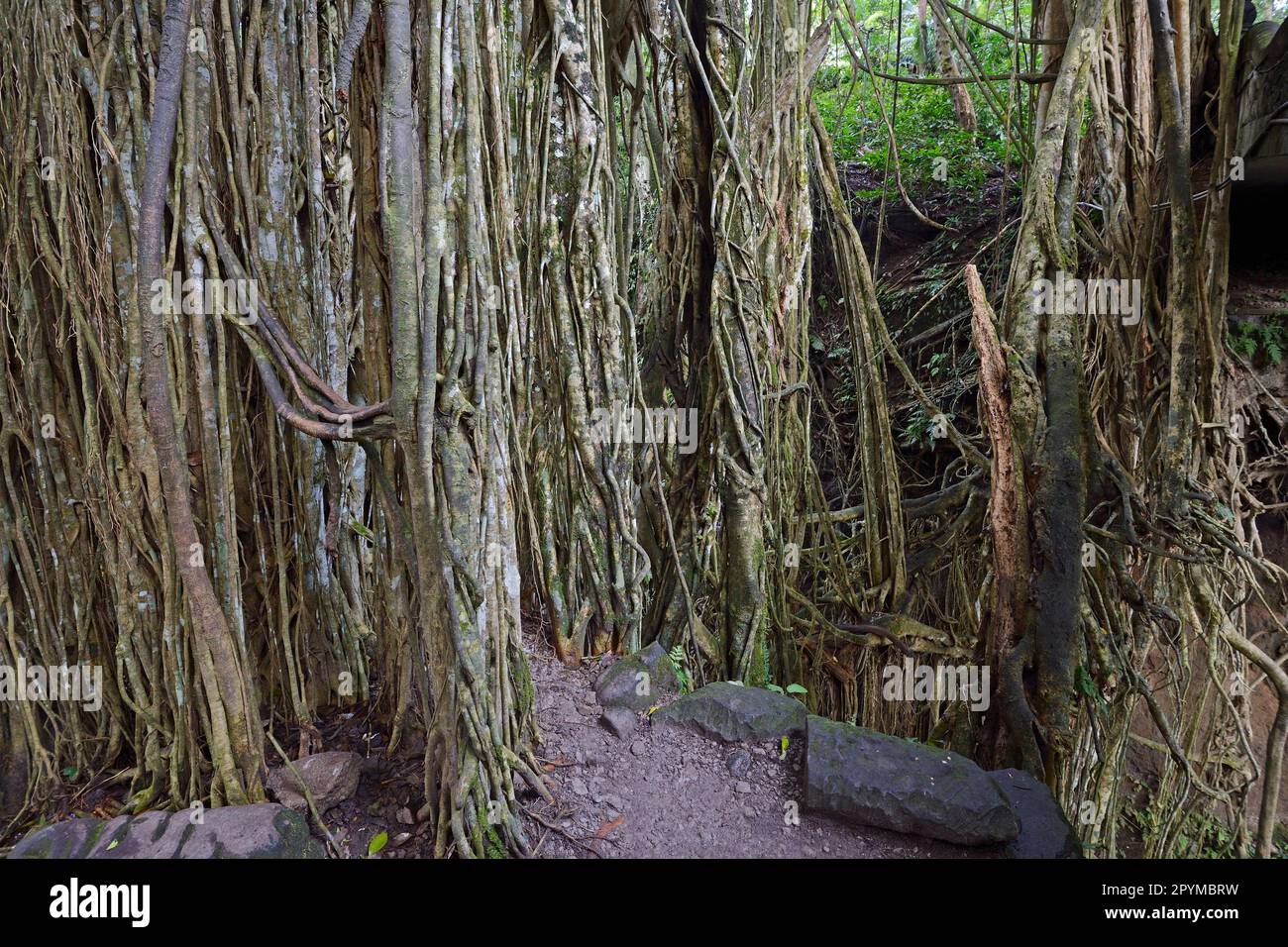 Aerial roots of a ficus, Holy Spring Temple, Monkey Forest, Ubud, Bali ...
