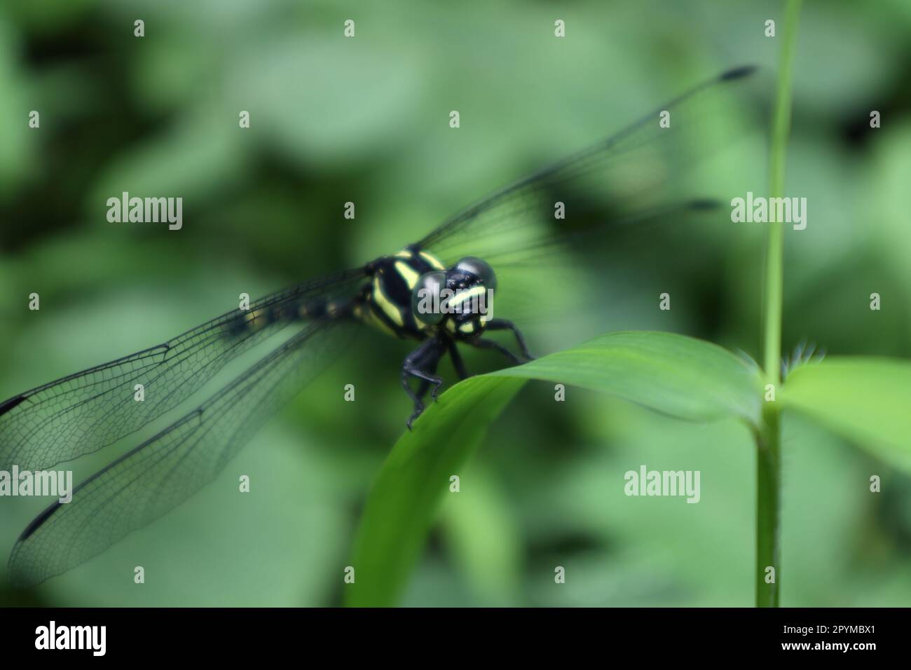 An extreme view of the face and front body parts of a Golden ringed ...
