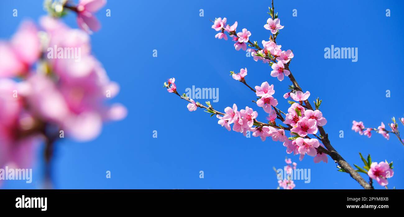 Spring flowering tree panorama view. Branch of a flowering tree in ...