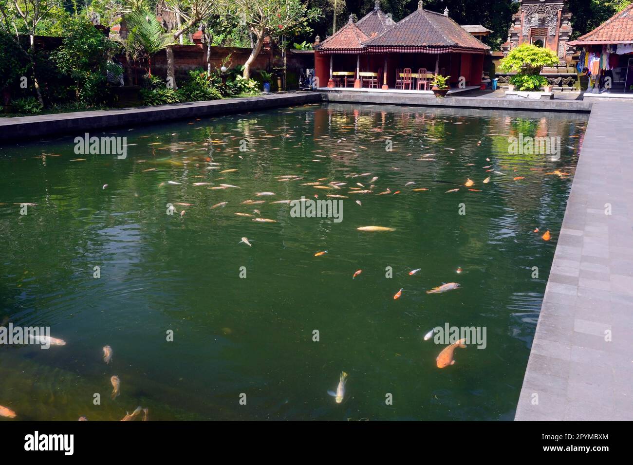 Large pond with perch and koi carp, Tirta Empul water temple, Bali ...