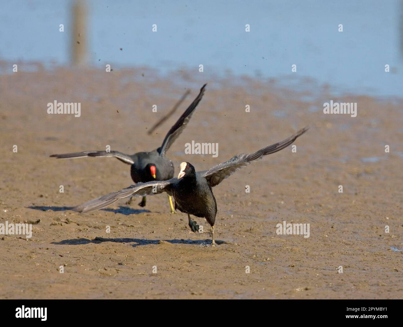 Eurasian Coot (Fulica atra), coot, common coots, coots, rails, animals ...