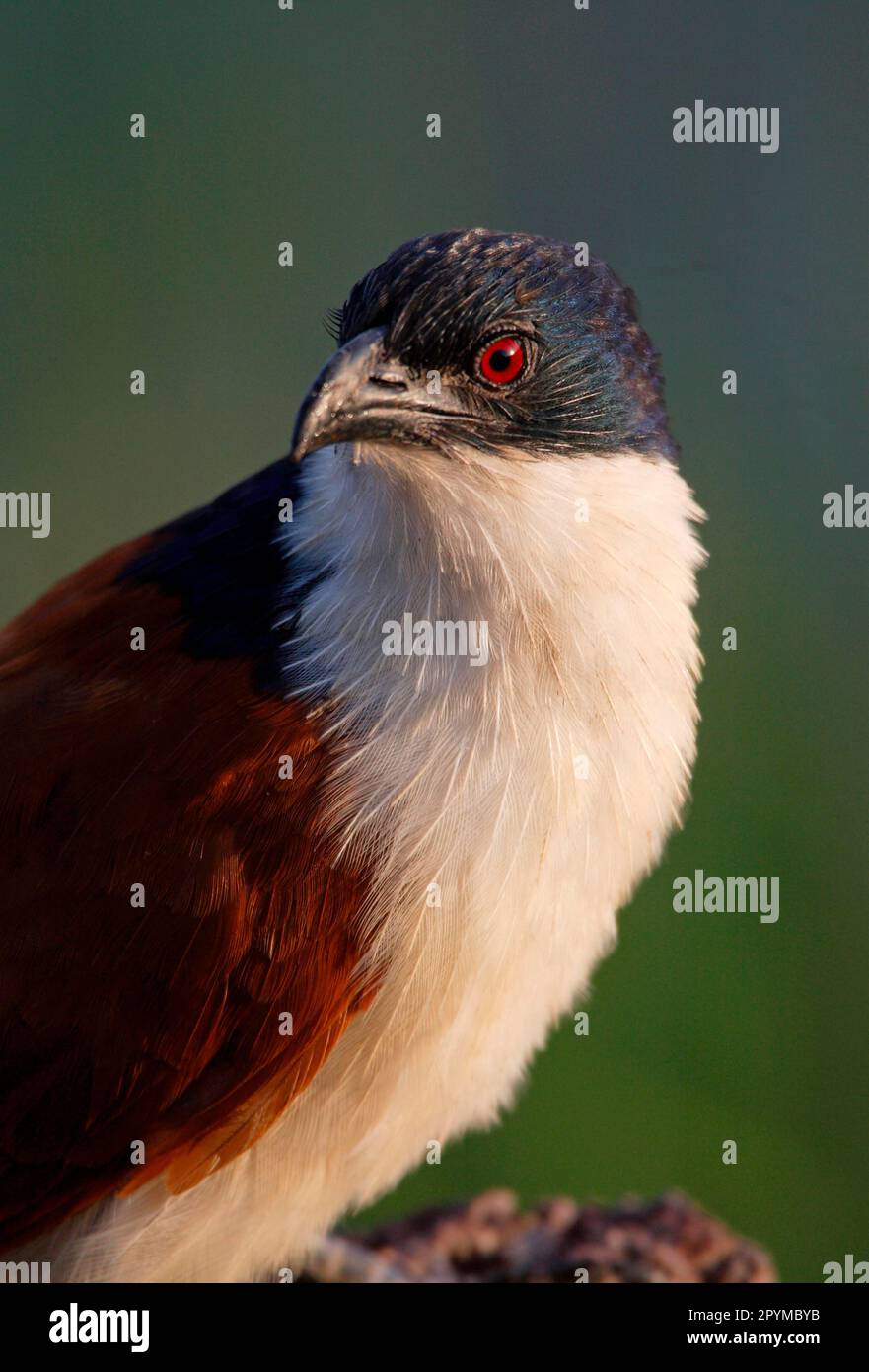 Blue-headed Coucal (Centropus monachus) adult, close-up of head and ...