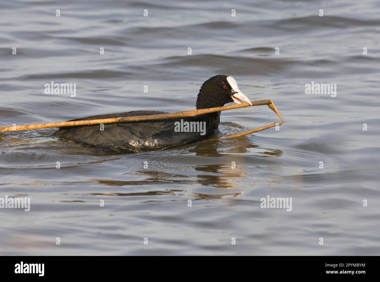 Common eurasian coot builds nest hi-res stock photography and images ...