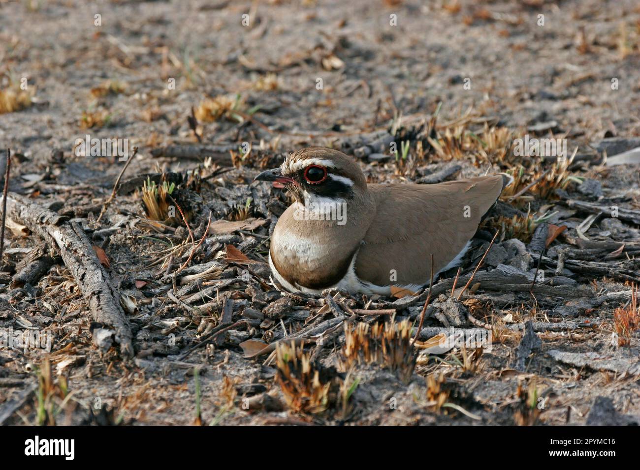 Bronze-winged Courser (Rhinoptilus chalcopterus) adult, sitting on nest ...