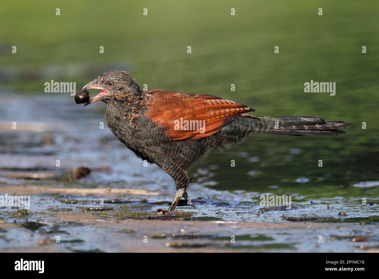 Greater Coucal (Centropus sinensis) adult, feeding on aquatic snail ...