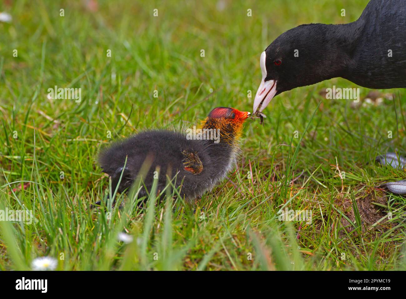 Common Coot (Fulica atra) adult feeding insects to chick, Cley Marshes ...