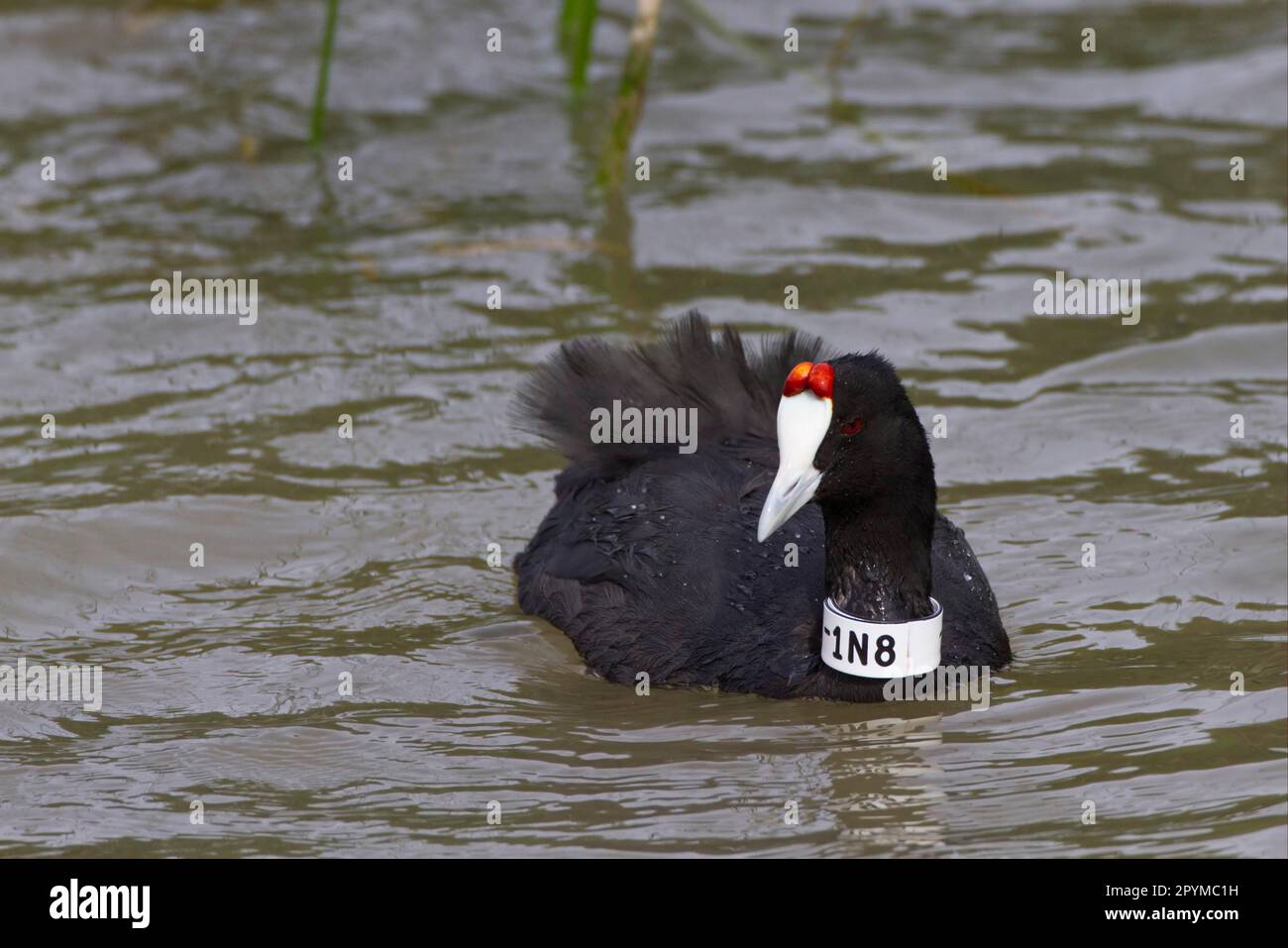 Red-knobbed Coot (Fulica cristata) adult, with numbered identification ...