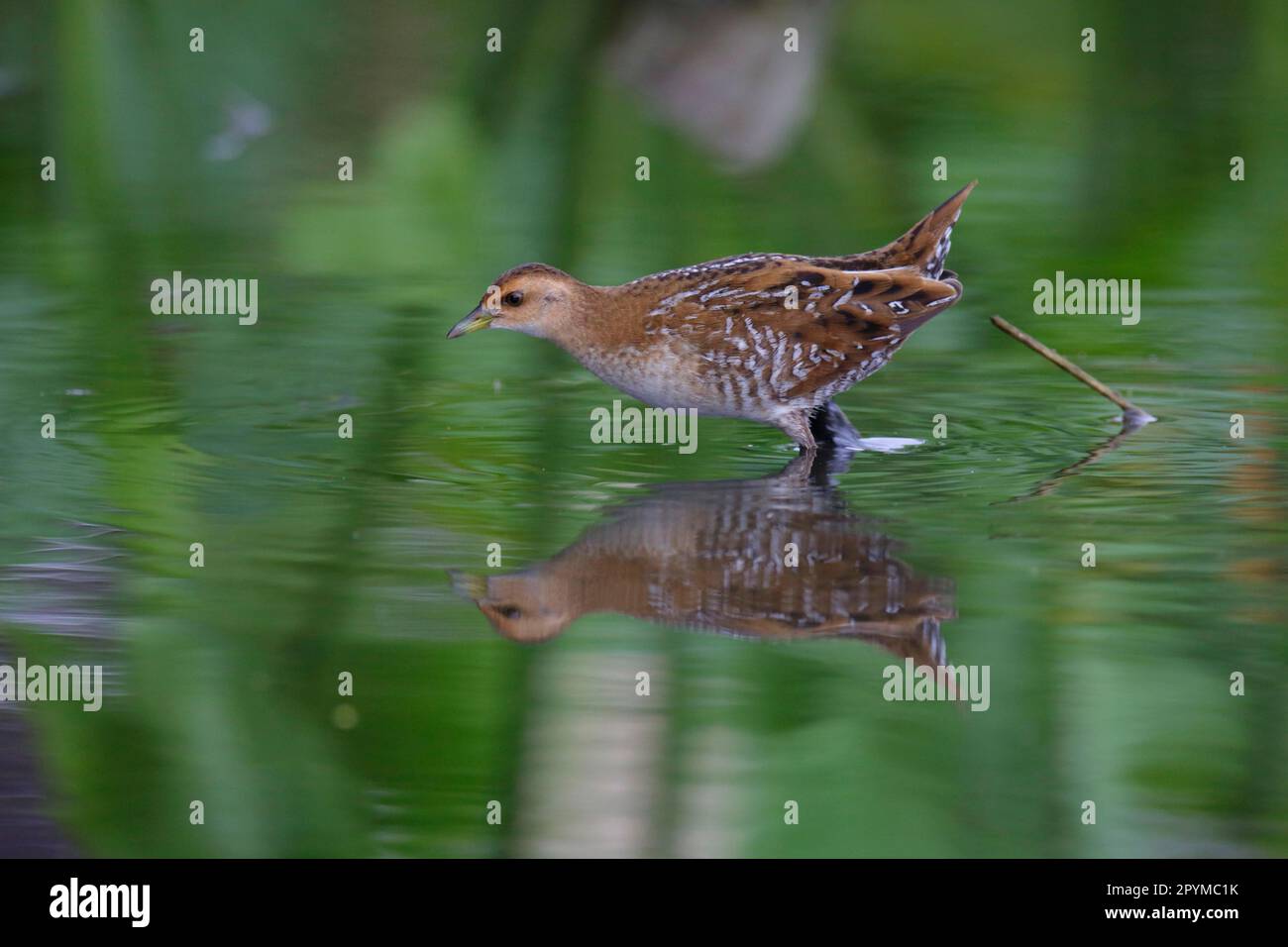 Baillon's Crake (Porzana pusilla) immature, walking in shallow water ...