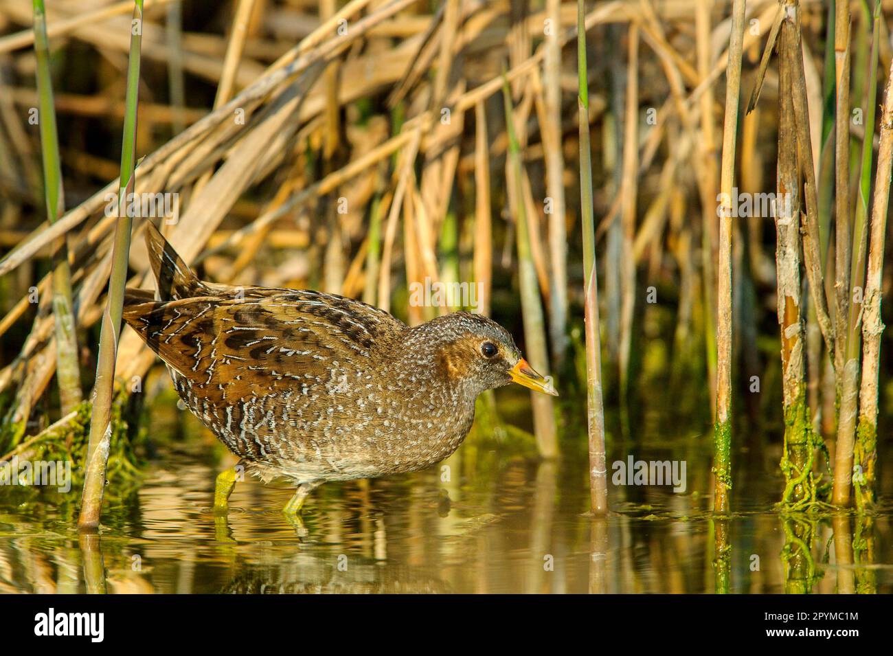 Spotted crake (Porzana porzana), Spotted Crake, Spotted Crake, Crakes ...