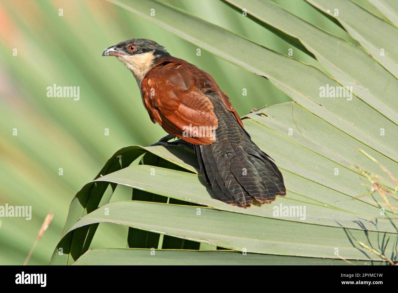 Senegal coucal centropus senegalensis adult hi-res stock photography ...