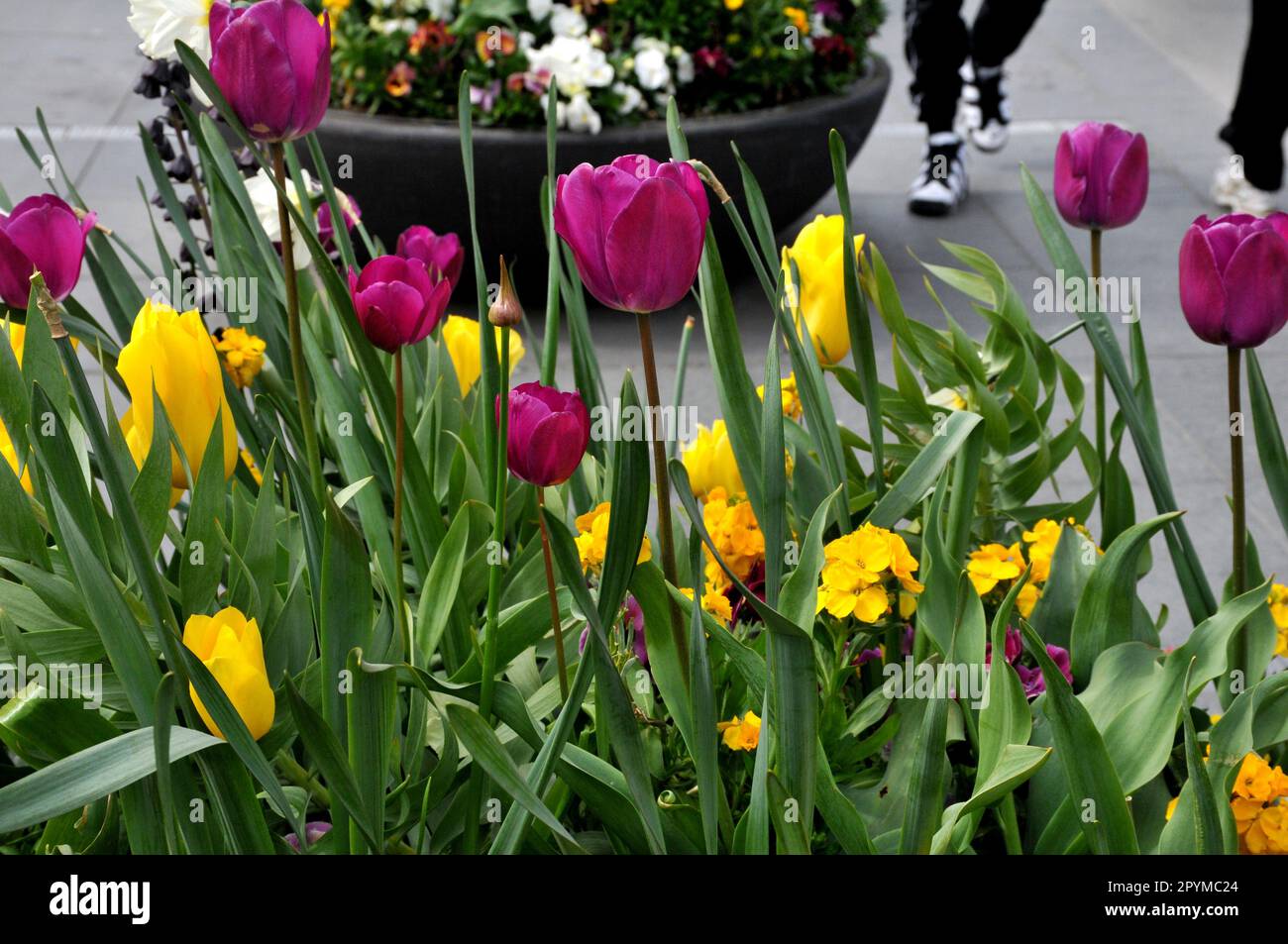 Copenhagen /Denmark/04 May 2023/ Tulip flowers and plants in danish ...