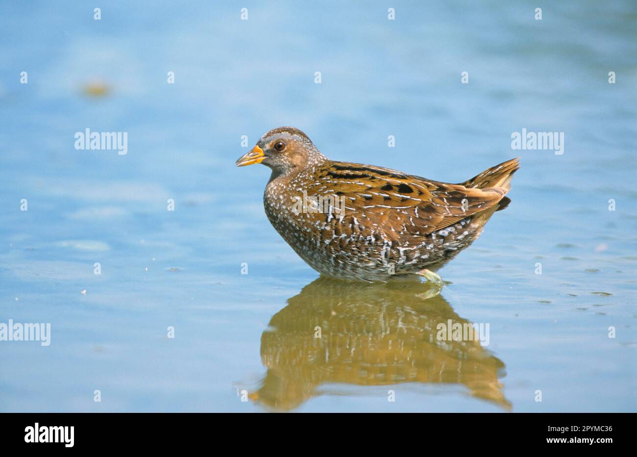 Spotted Crake (Porzana porazana) In shallow water, reflection, Lesvos ...