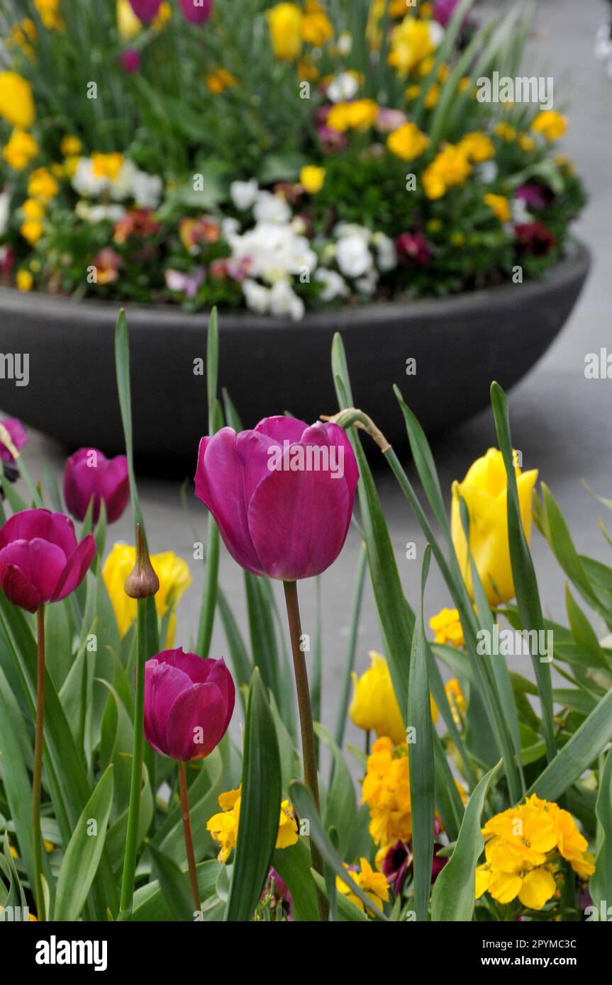 Copenhagen /Denmark/04 May 2023/ Tulip flowers and plants in danish ...