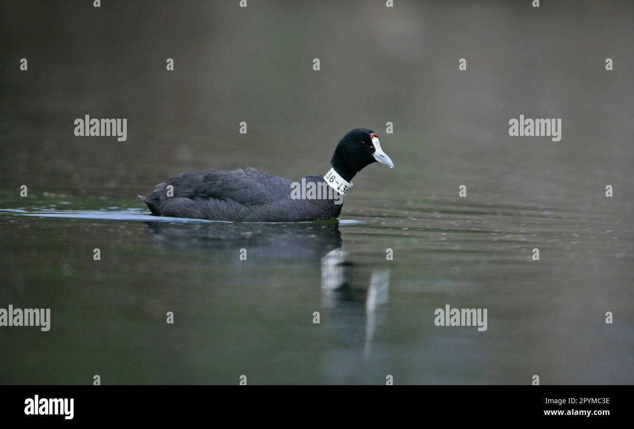 Red-knobbed Eurasian Coot adult, with numbered identification band ...