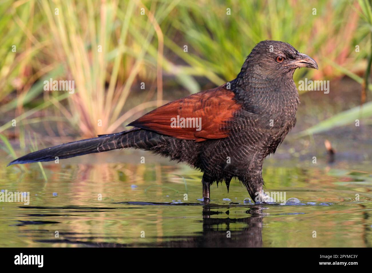 Greater Coucal (Centropus sinensis) adult, walking in shallow water ...