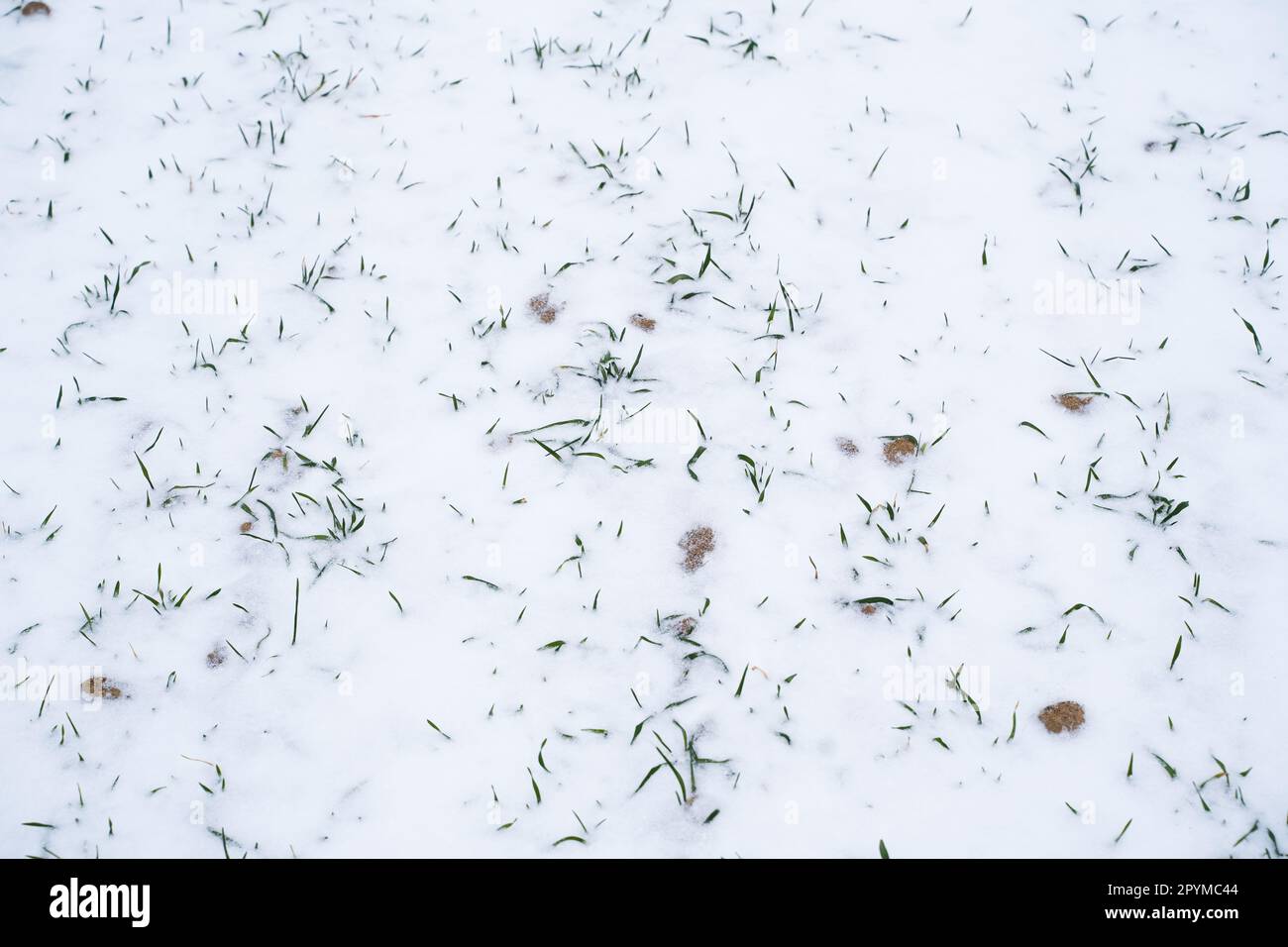 Wheat field covered with snow in winter season. Growing grain crops in ...