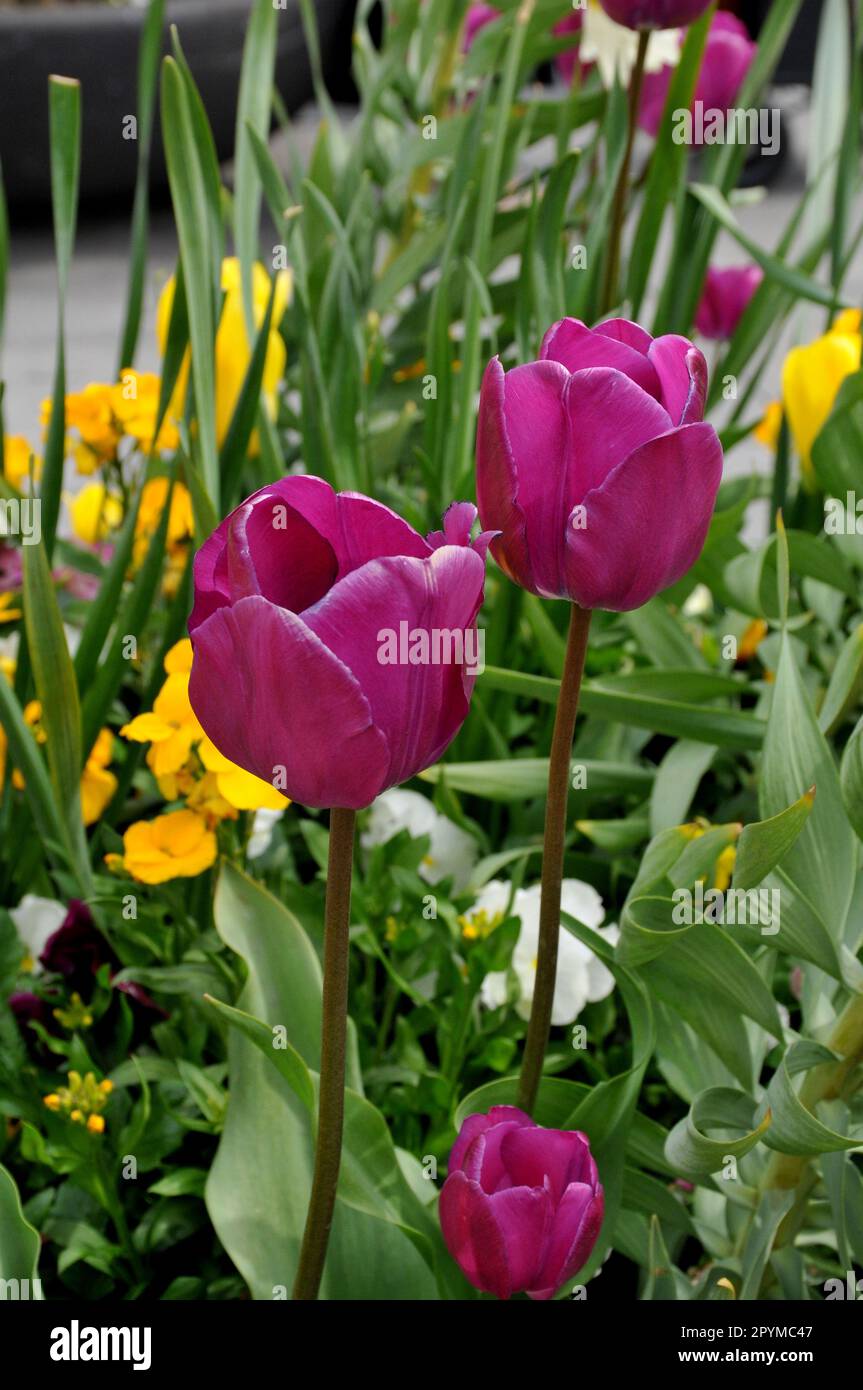 Graden plants hi-res stock photography and images - Alamy