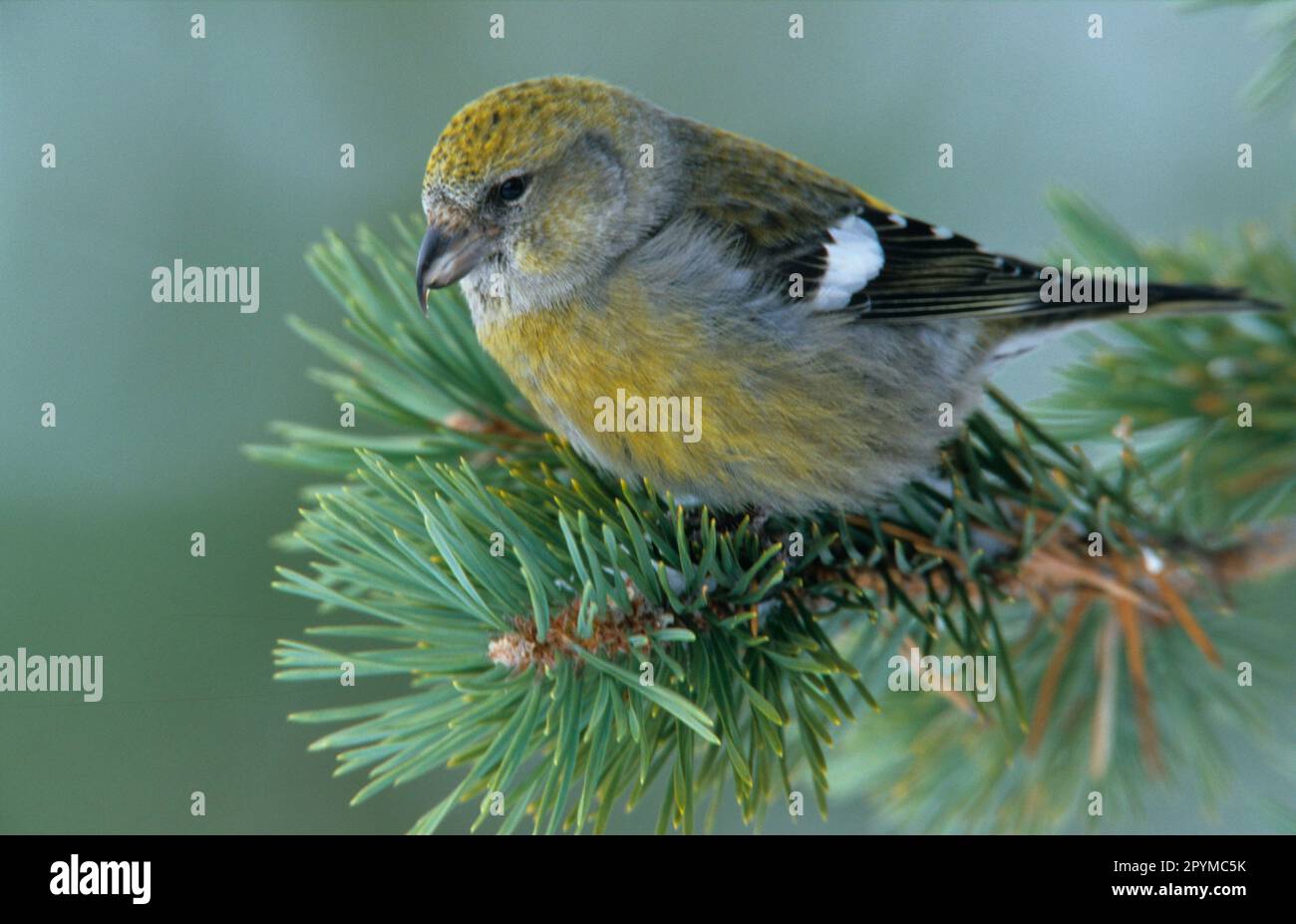 Banded Crossbill, Banded Crossbills, Songbirds, Animals, Birds, Finches ...