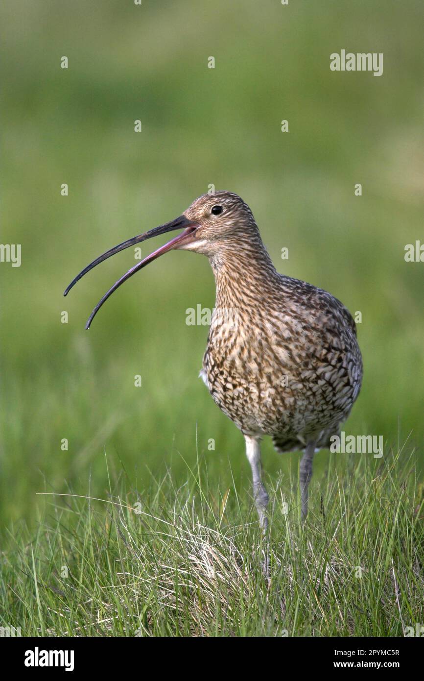 Eurasian curlew (Numenius arquata) adult, calling, standing on grass ...