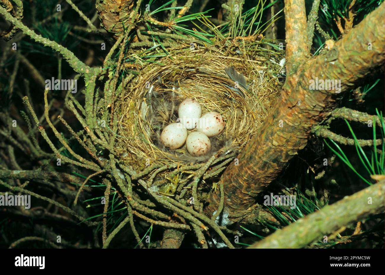 Red crossbill eggs hi-res stock photography and images - Alamy