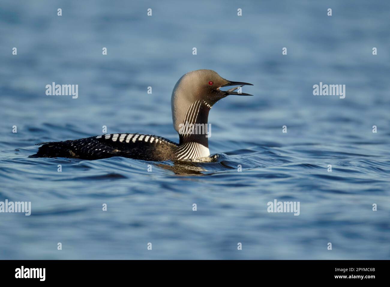 Pacific loon (Gavia pacifica) adult, breeding feather, water foraging ...