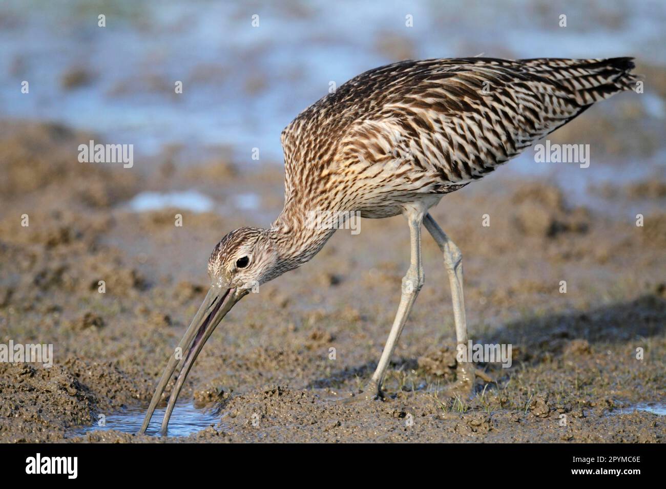 Eurasian Curlew (Numenius arquata) adult, feeding, standing on mud, Mai ...