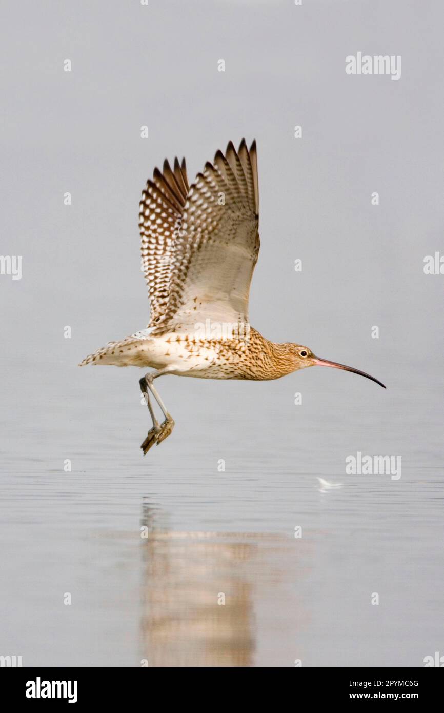 Side view of curlew in flight hi-res stock photography and images - Alamy