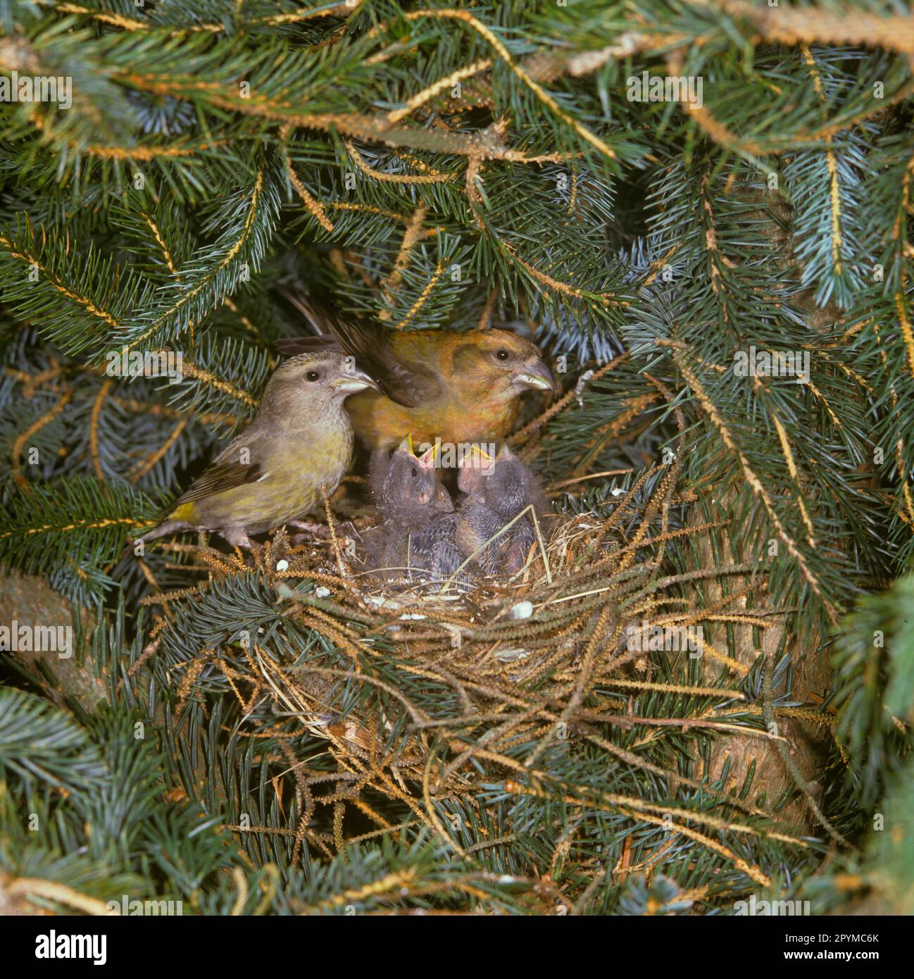 Crossbill, Crossbill, Crossbill, Songbirds, Animals, Birds, Finches ...